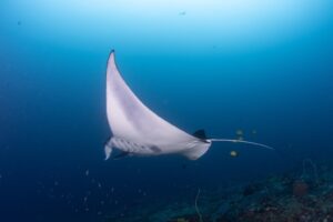 Manta Point Nusa Penida – 2025 Guide to Diving & Snorkeling with Mantas