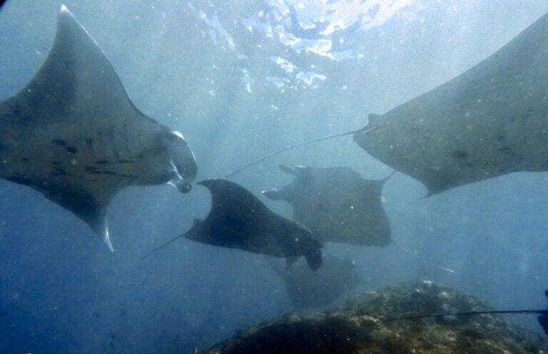 Manta Point Nusa Penida – 2025 Guide to Diving & Snorkeling with Mantas